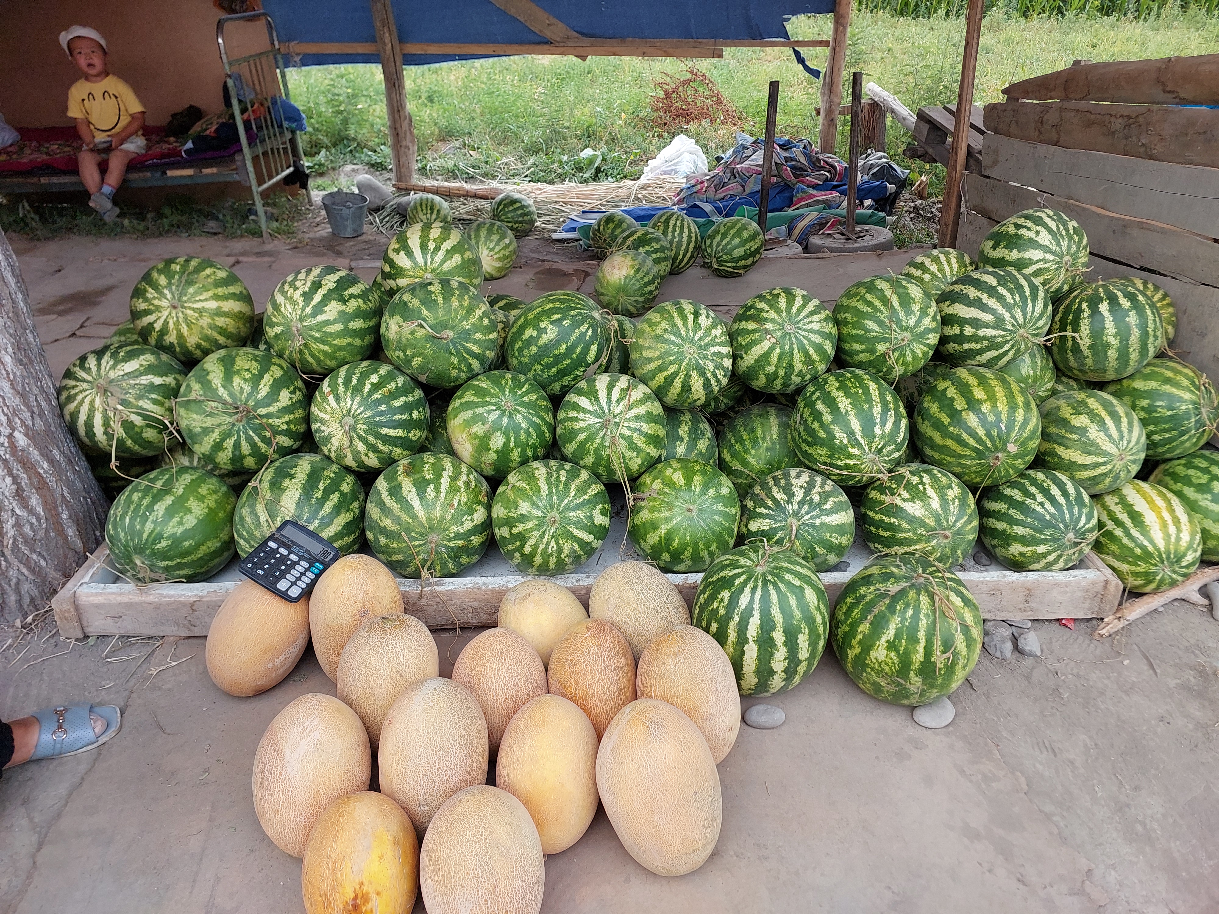 Turkmenistan Melon Day Budget Tour | Saiga Tours