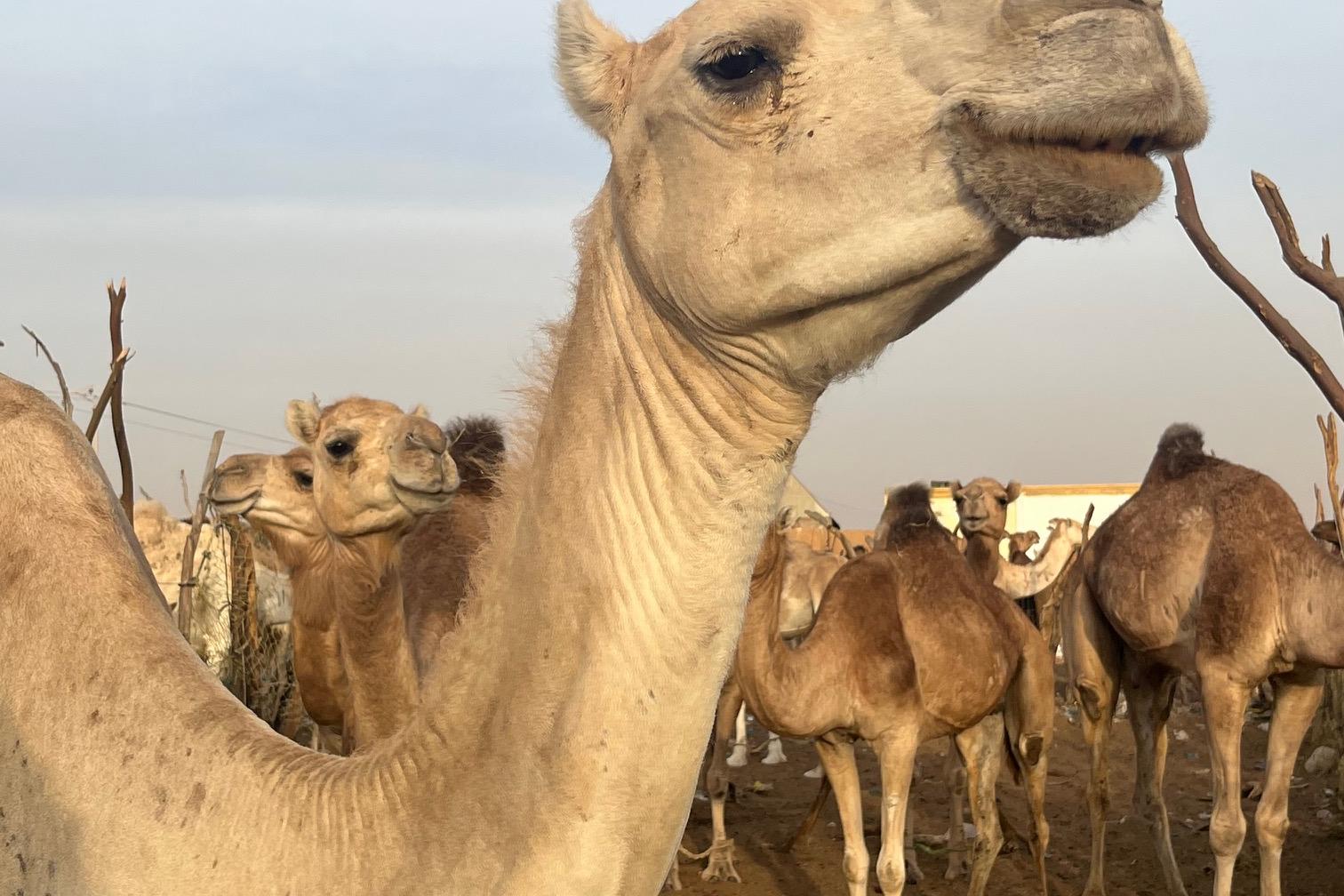 Mauritania's Top 5 Must-See Attractions | Saiga Tours